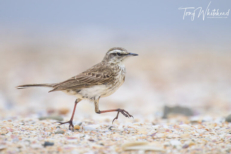 Pipits and Skylarks - WildLight Photography